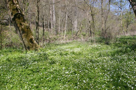 Campground Details - Yellow River State Forest, IA - Iowa State Parks
