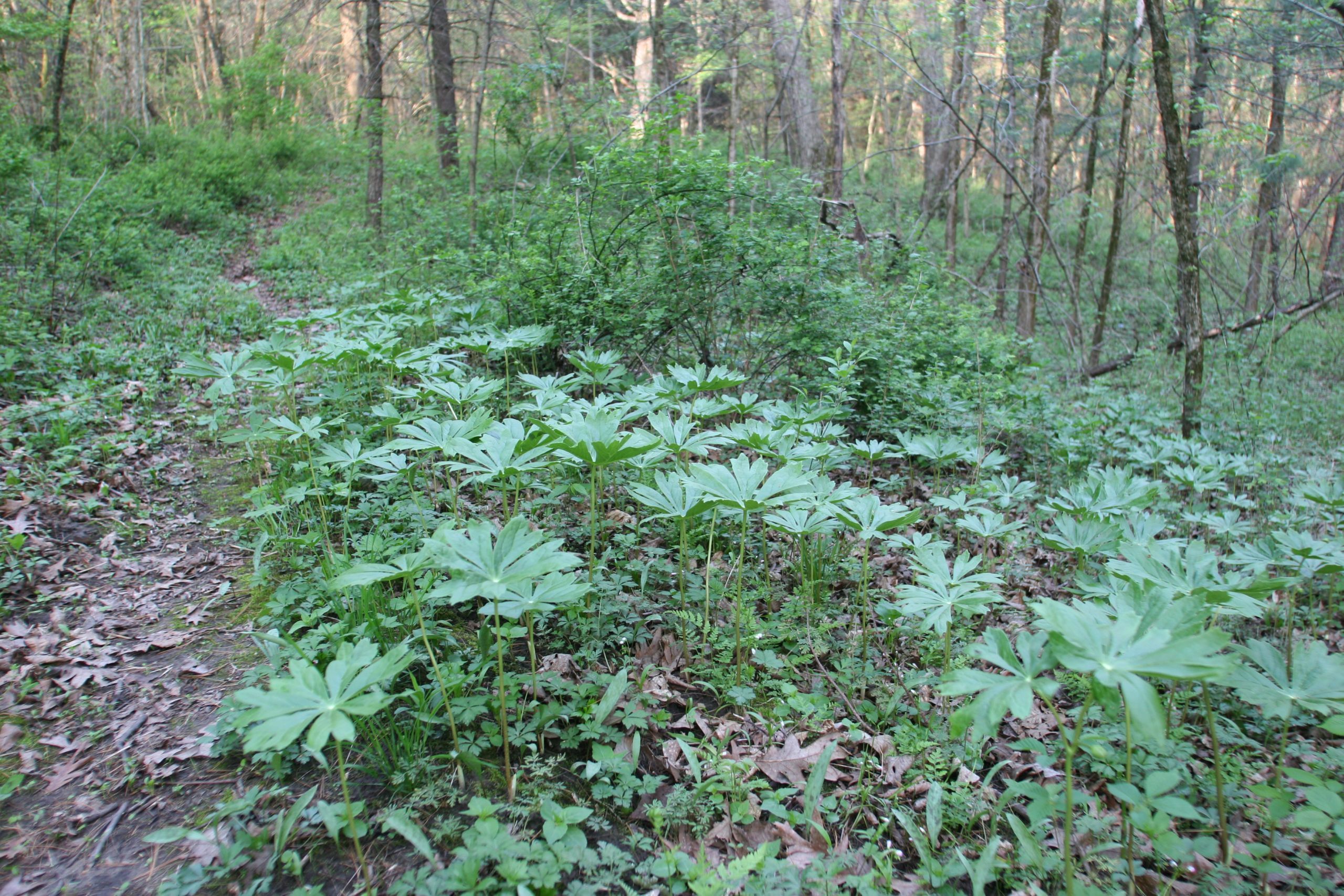 Campground Details - Shimek Forest Campground, IA - Iowa State Parks